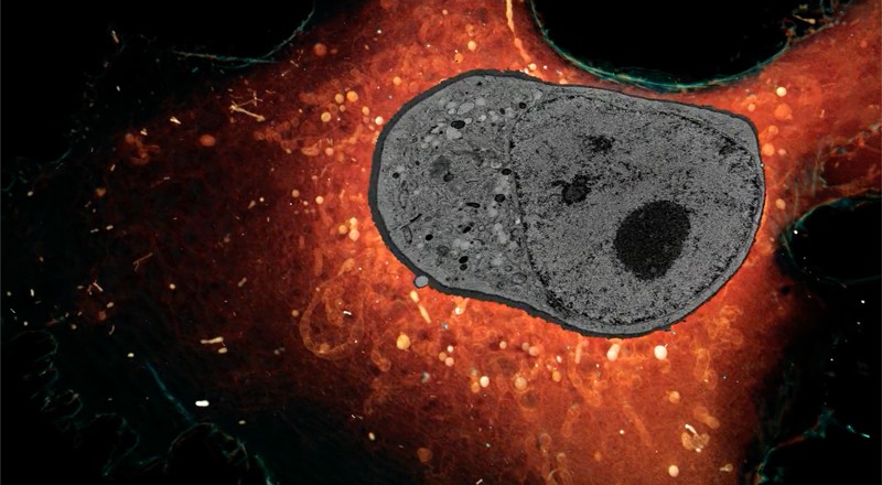 LOS SECRETOS DE LA CÉLULA AL DESCUBIERTO – El Vitral de La Ciencia